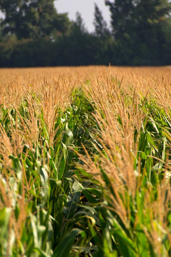 Corn, field of corn stock image. Image of landscape, green - 97699123