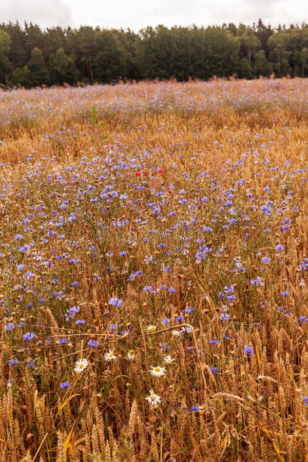 Cornfield stock photo. Image of field, green, flower - 228722746