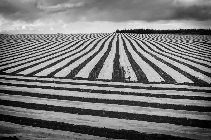 Corn Field Covered by Plastic Stock Image - Image of rural, growth ...