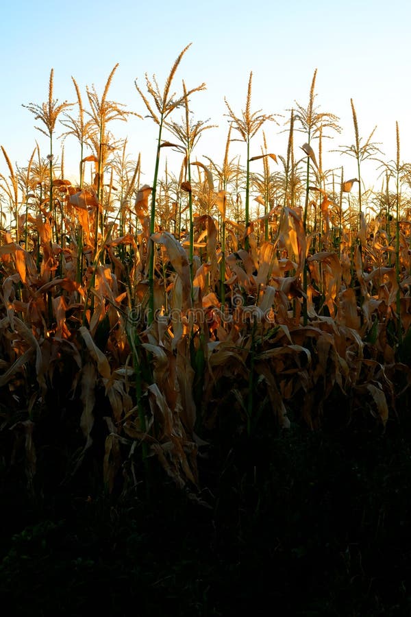 Corn in Field Crop Farming for Grain Food Stock Image - Image of field ...