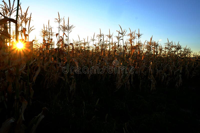 Corn in Field Crop Farming for Grain Food Stock Image - Image of ...