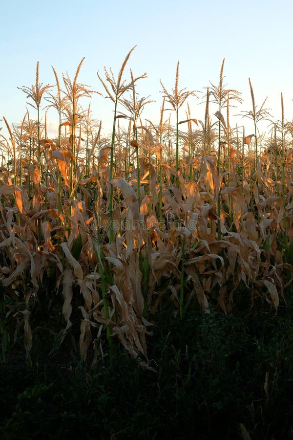 Corn in Field Crop Farming for Grain Food Stock Photo - Image of ...