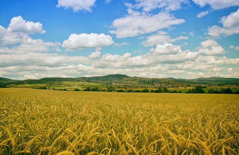 Corn Field stock image. Image of cloudy, meadow, barley - 49842527