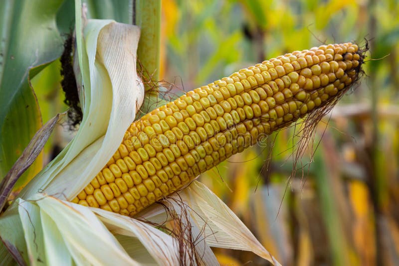 Corn Field on Crop Plant for Harvesting Stock Image - Image of growth ...