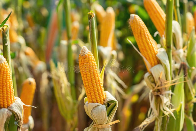 Corn Field on Crop Plant for Harvesting Stock Image - Image of ...