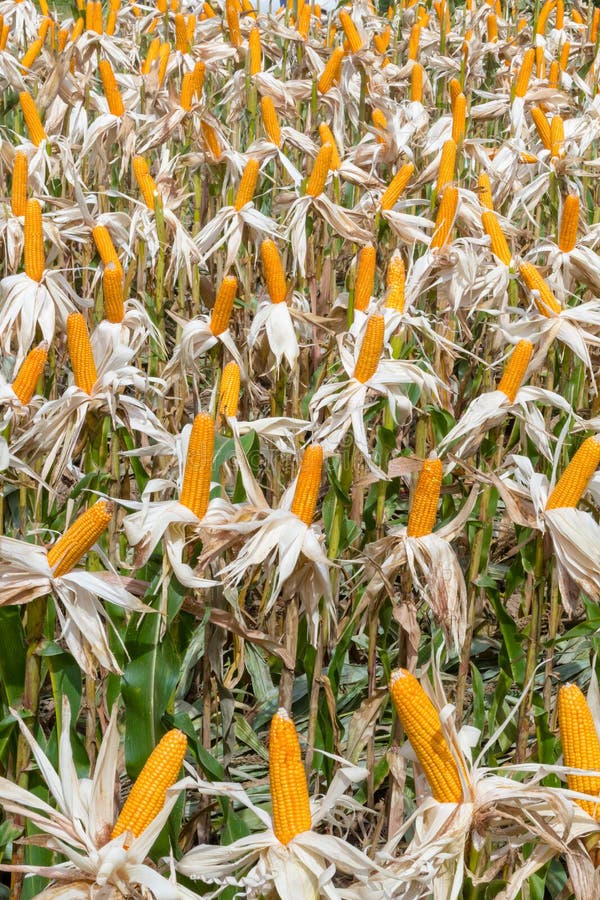 Corn Field on Crop Plant for Harvesting. Stock Image - Image of ...