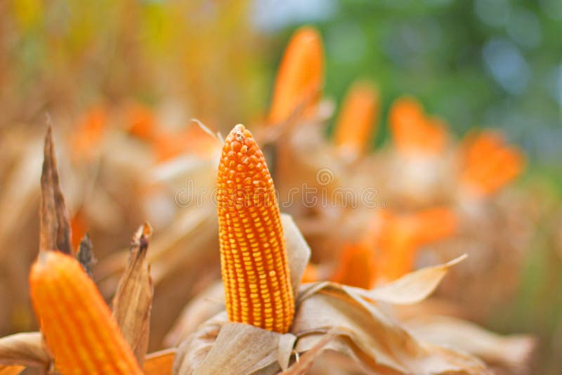 Corn field stock image. Image of environment, object - 38813239