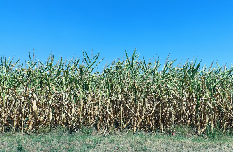 Corn field crop stock image. Image of blue, farm, plant - 98888599