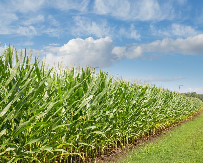 Corn Field Crops stock image. Image of southern, crops - 59796991