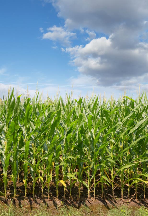 Corn Field Crops stock photo. Image of crops, southern - 59802218