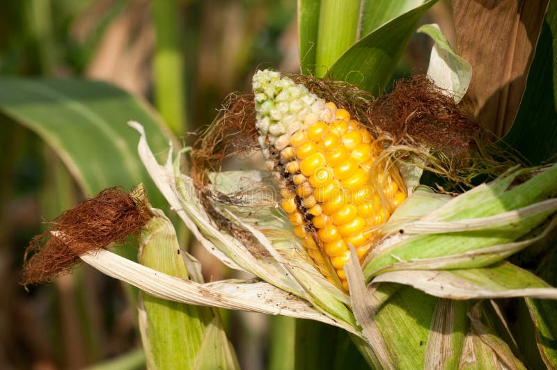Corn Field Damaged by Severe Stock Photo - Image of damage, farming ...