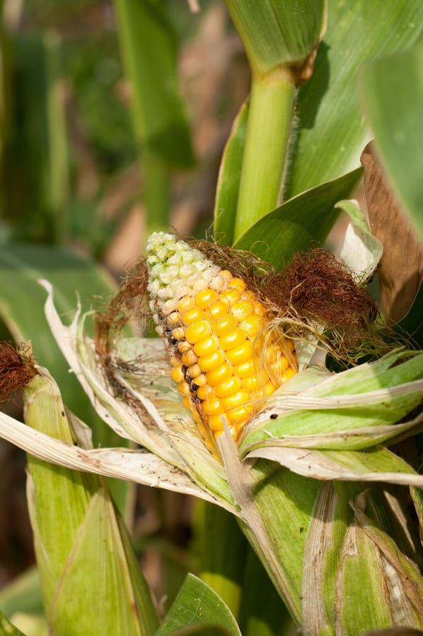 Corn Field Damaged by Severe Stock Photo - Image of leaves, destroy ...