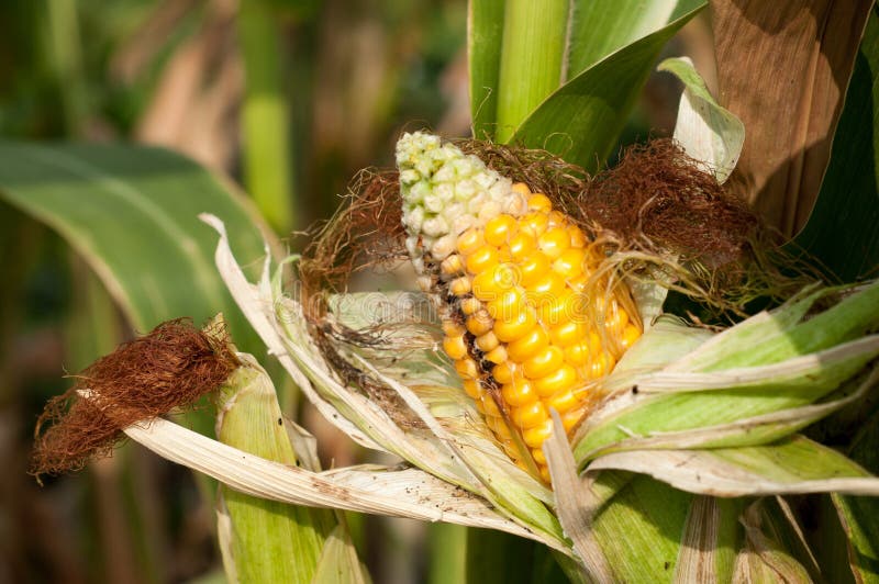 384 Rotten Corn Stock Photos - Free & Royalty-Free Stock Photos from ...
