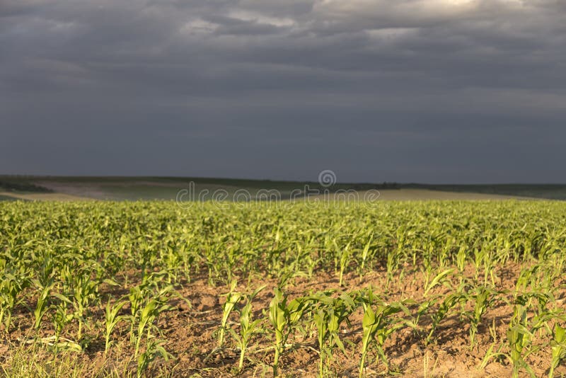 Corn Field with Dark Sky in Sunset Stock Image - Image of natural ...