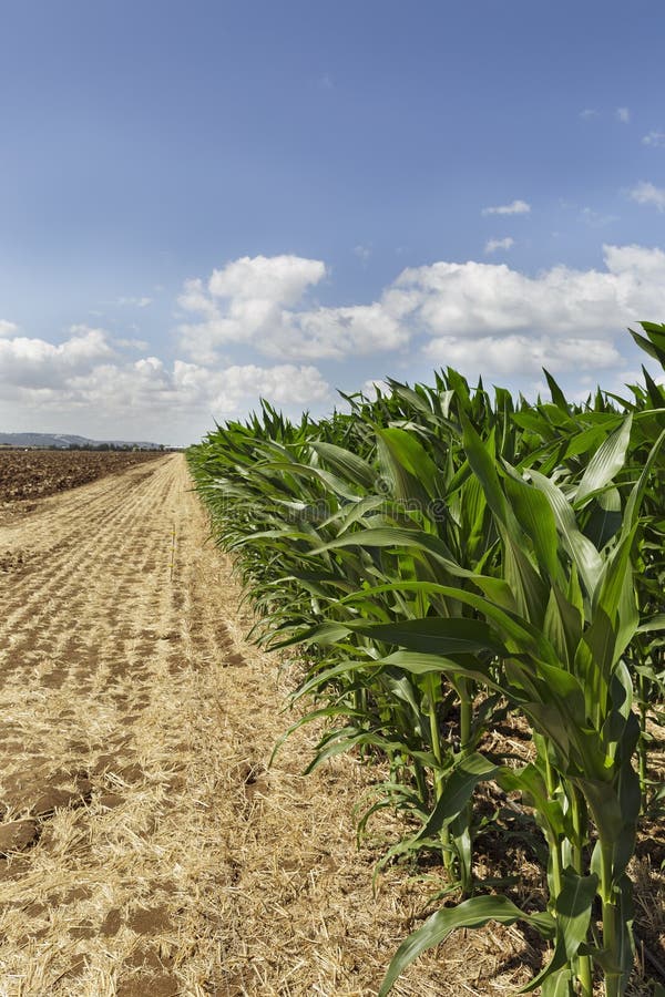 Corn field stock image. Image of agronomy, germany, land - 73994375
