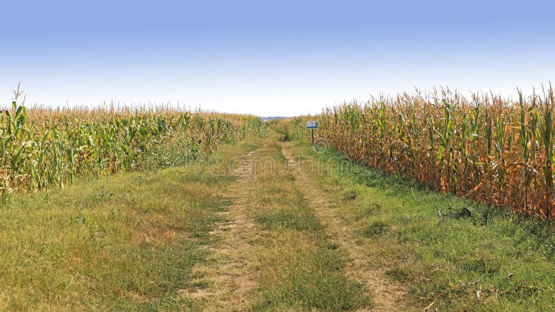 Corn Maze Path stock photo. Image of cornfields, clouds - 10846238