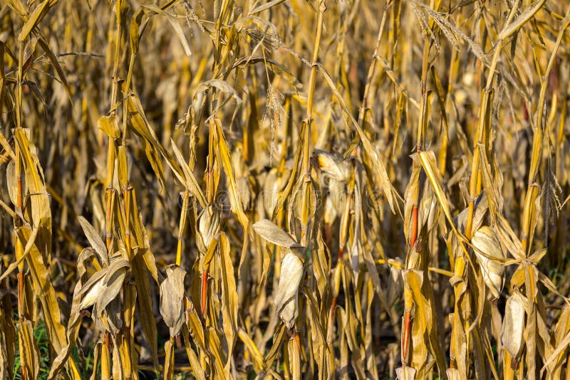 Corn field with dried corn stock photo. Image of stem - 261770298