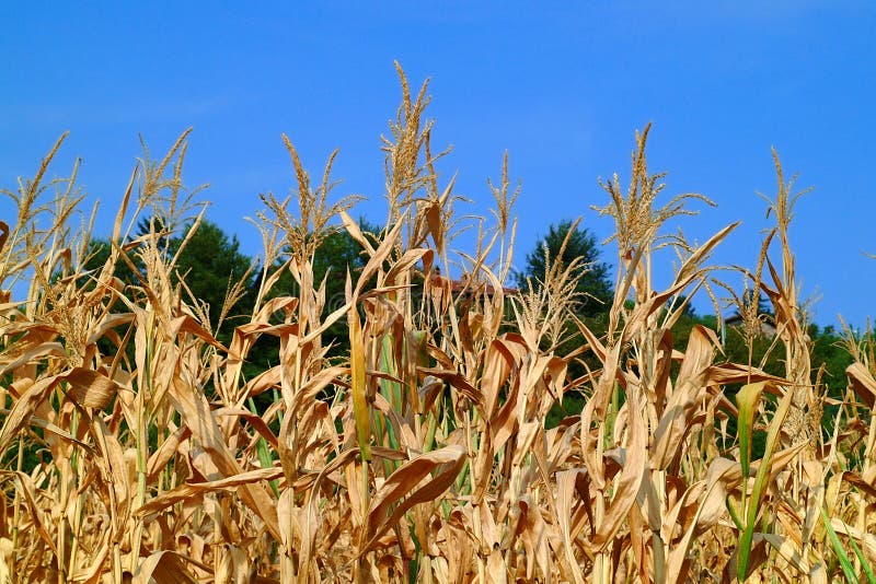 Corn Field Dried Due To Dryness Stock Photo - Image of drought, corn ...