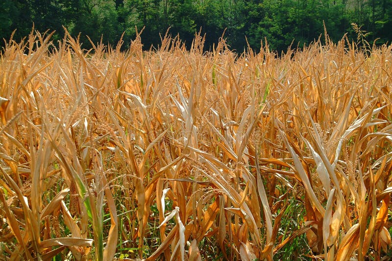 Corn Field Dried Due To Dryness Stock Photo - Image of agriculture ...