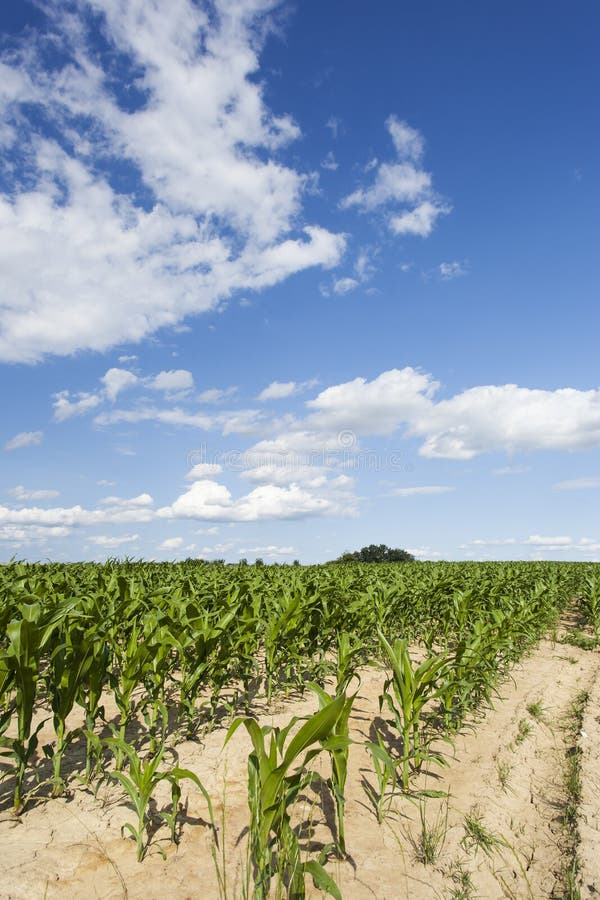 Corn Field in Drought Conditions Stock Image - Image of sunny ...