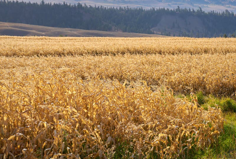 Corn Field Drought Devastation Stock Photo - Image of harvest, rows ...