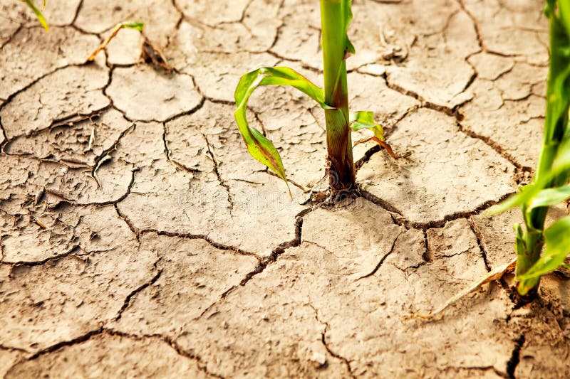 Corn Field during Drought, Hot Weather, Cracked Ground, Dry Soil. Stock ...