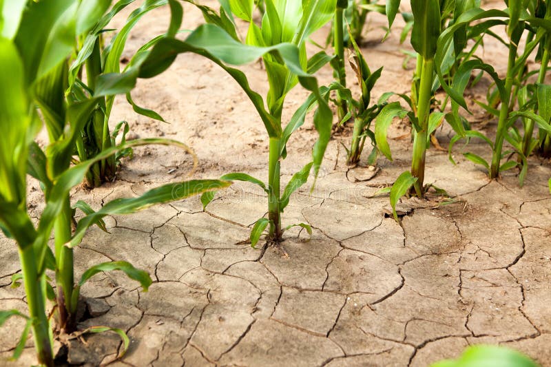 Corn Field during Drought, Hot Weather, Cracked Ground, Dry Soil. Stock ...