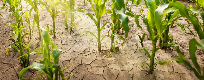 Corn Field during Drought, Hot Weather, Cracked Ground, Dry Soil. Stock ...