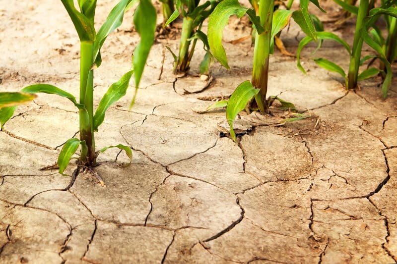 Corn Field during Drought, Hot Weather, Cracked Ground, Dry Soil. Stock ...