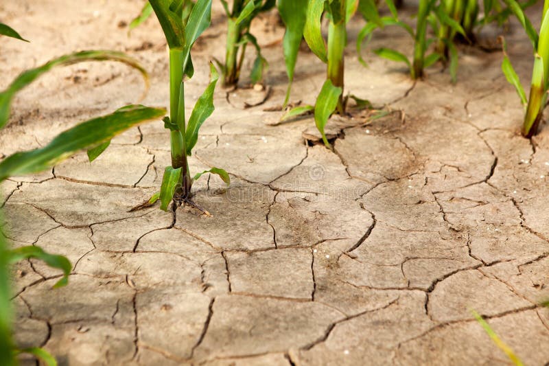 Corn Field during Drought, Hot Weather, Cracked Ground, Dry Soil. Stock Photo - Image of corn ...