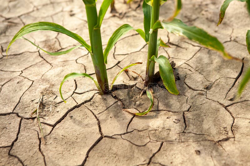 Corn Field during Drought, Hot Weather, Cracked Ground, Dry Soil. Stock ...