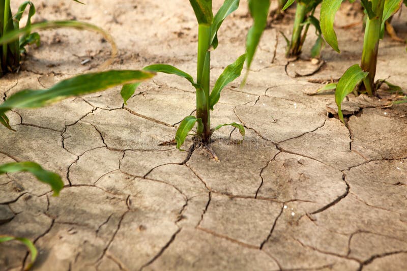 Corn Field during Drought, Hot Weather, Cracked Ground, Dry Soil. Stock ...