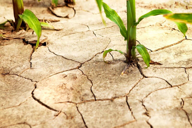 Corn Field during Drought, Hot Weather, Cracked Ground, Dry Soil. Stock Photo - Image of soil ...