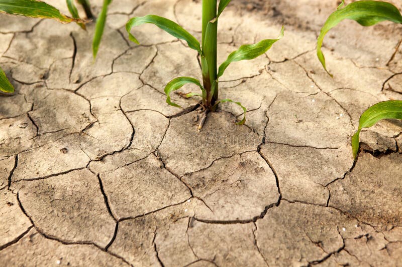 Corn Field during Drought, Hot Weather, Cracked Ground, Dry Soil. Stock ...