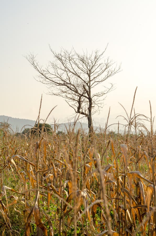 Corn Field with Dry Tree at Sunset Stock Photo - Image of land, green ...