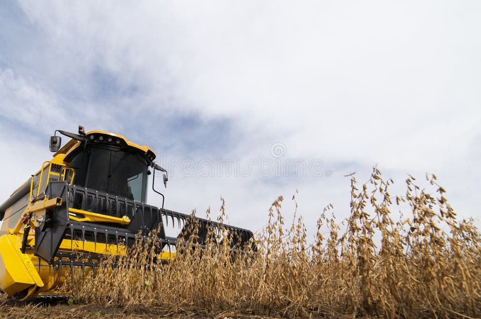 Green corn field at dusk stock photo. Image of country - 199369220
