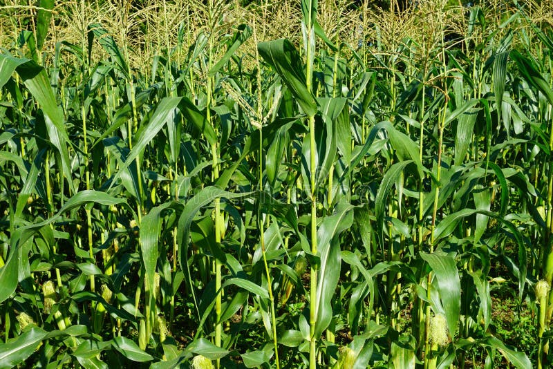 Corn Field in Early Morning Light Stock Image - Image of cultivation ...