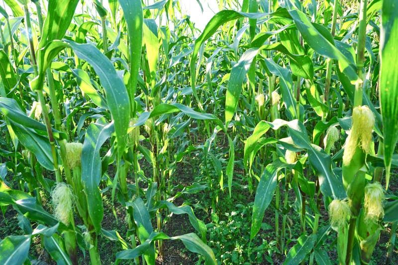 Corn Field in Early Morning Light Stock Image - Image of fresh, grow ...