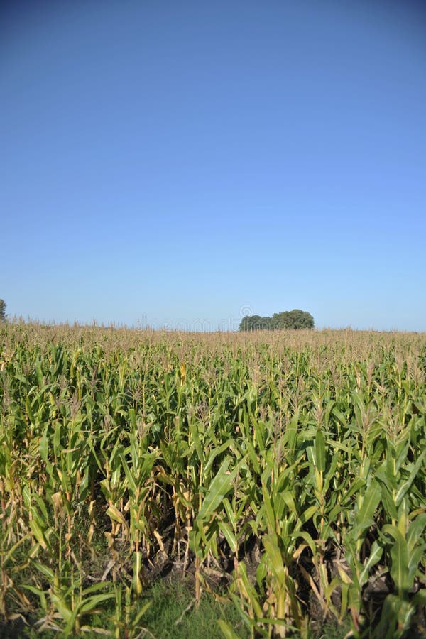 Corn Field in Early Morning Light Stock Photo - Image of prairie ...