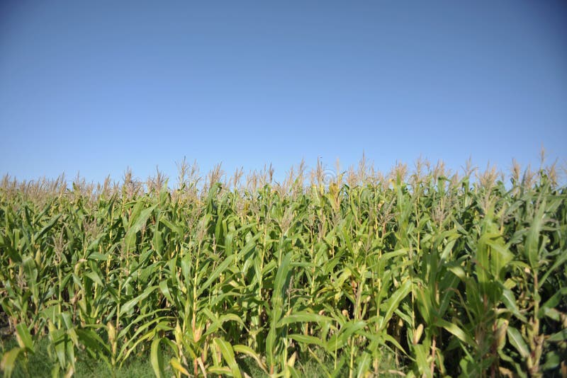 Corn Field in Early Morning Light Stock Photo - Image of prairie ...