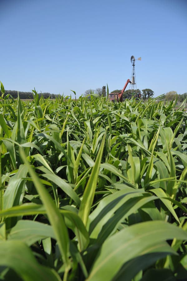 Corn Field in Early Morning Light Stock Photo - Image of prairie ...