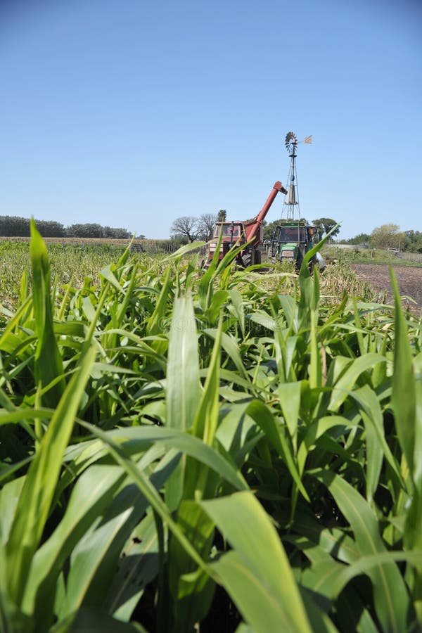 Corn Field in Early Morning Light Stock Photo - Image of grassland ...