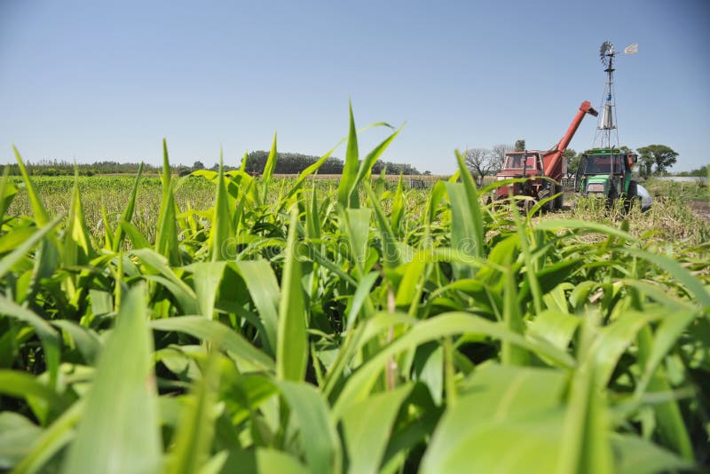 Corn Field in Early Morning Light Stock Photo - Image of prairie ...
