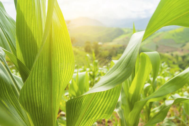 Corn Field in Early Morning Light, Corn Leaves Stock Image - Image of ...