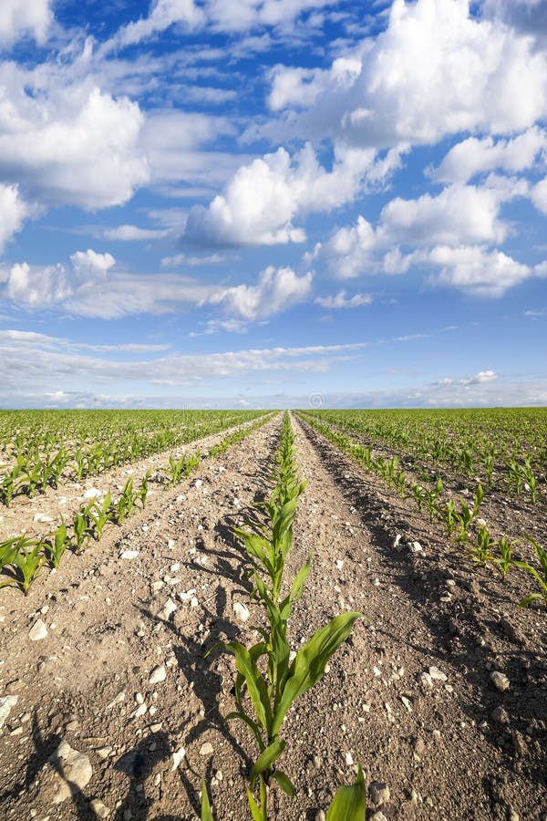 Corn field early season stock image. Image of light, natural - 57286899