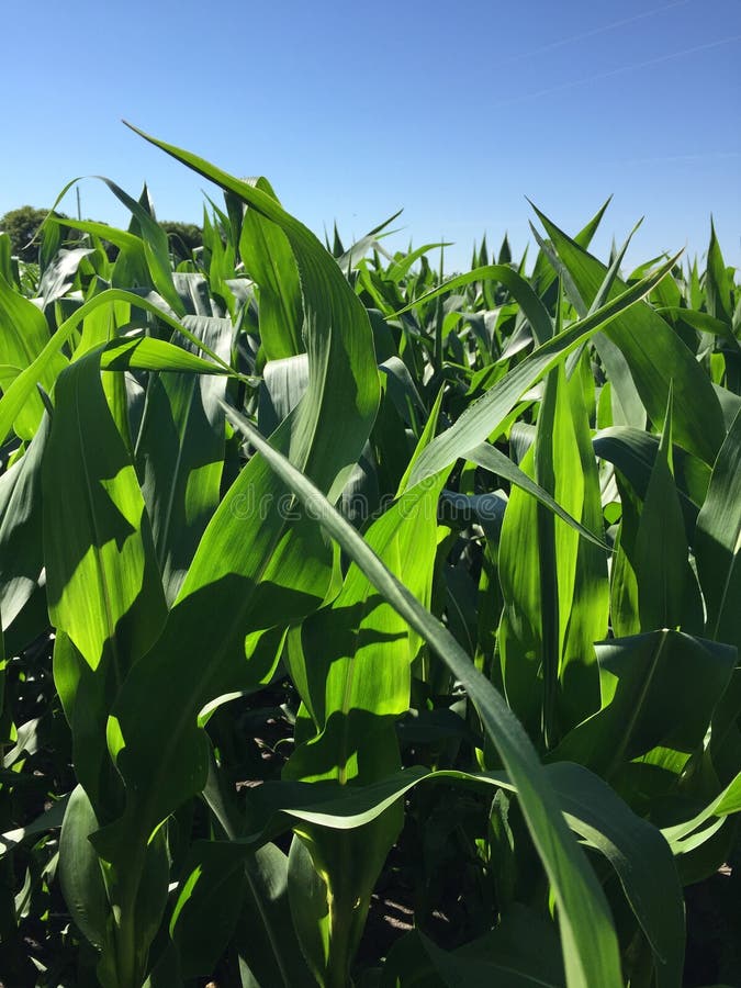 Corn field stock image. Image of summertime, early, field - 73776149