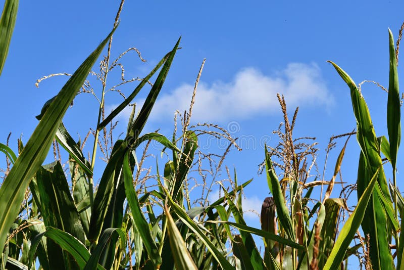 Corn Field with Ears of Corn. Background Sky Stock Photo - Image of ...