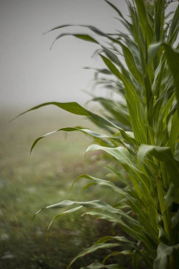 Edge of corn field stock photo. Image of corn, young, green - 184492