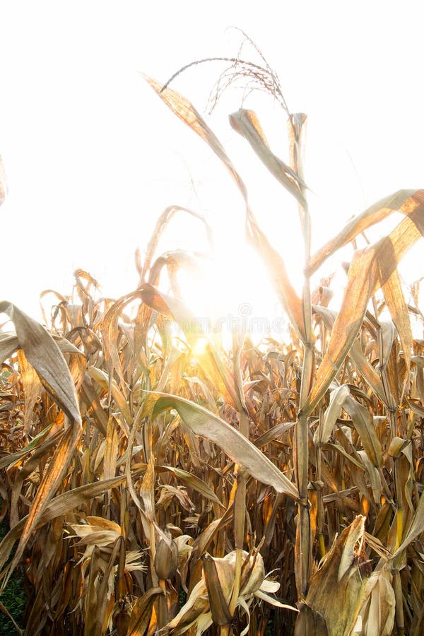 Corn field stock photo. Image of growing, farm, banner - 45917318