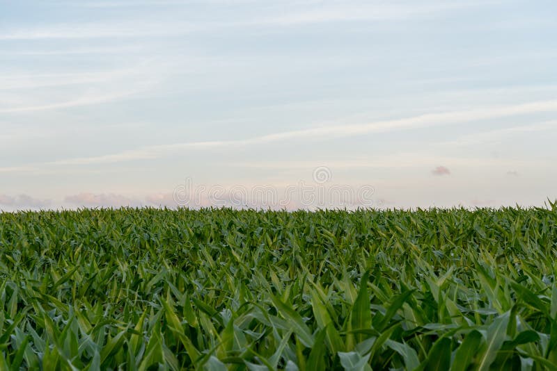 Corn Field stock image. Image of green, weedfree, feed - 39830865